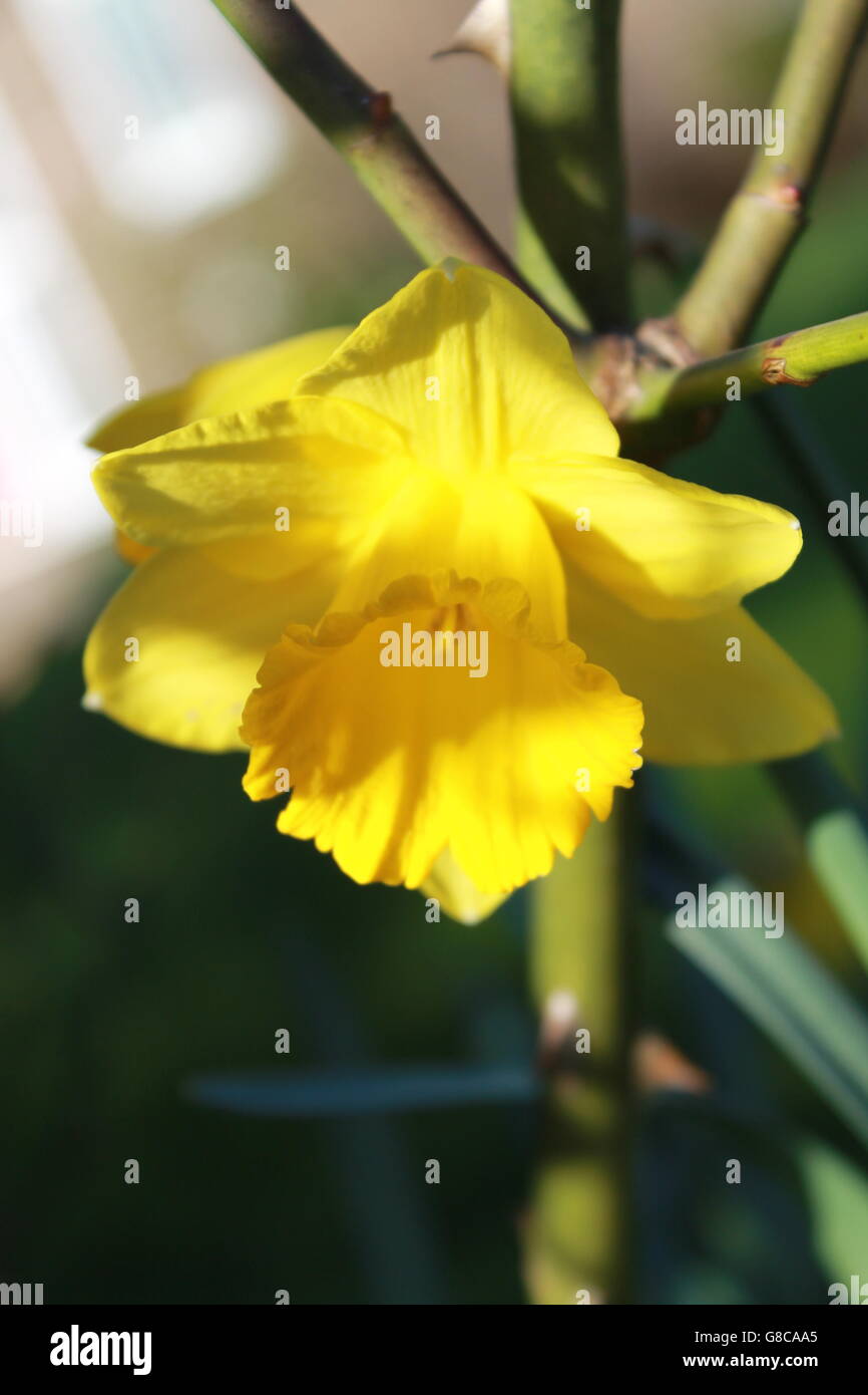 Daffodil, traditional spring flower, British flower, signs of spring ...