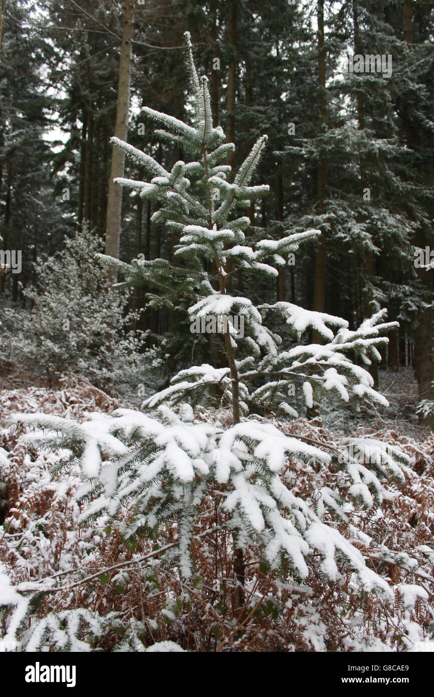 Evergreen forest tree hi-res stock photography and images - Alamy