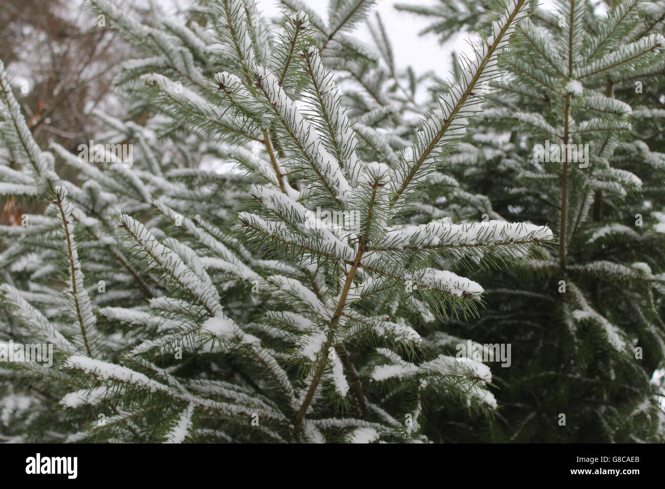 Snow On Holly Bush Stock Photos & Snow On Holly Bush Stock Images - Alamy