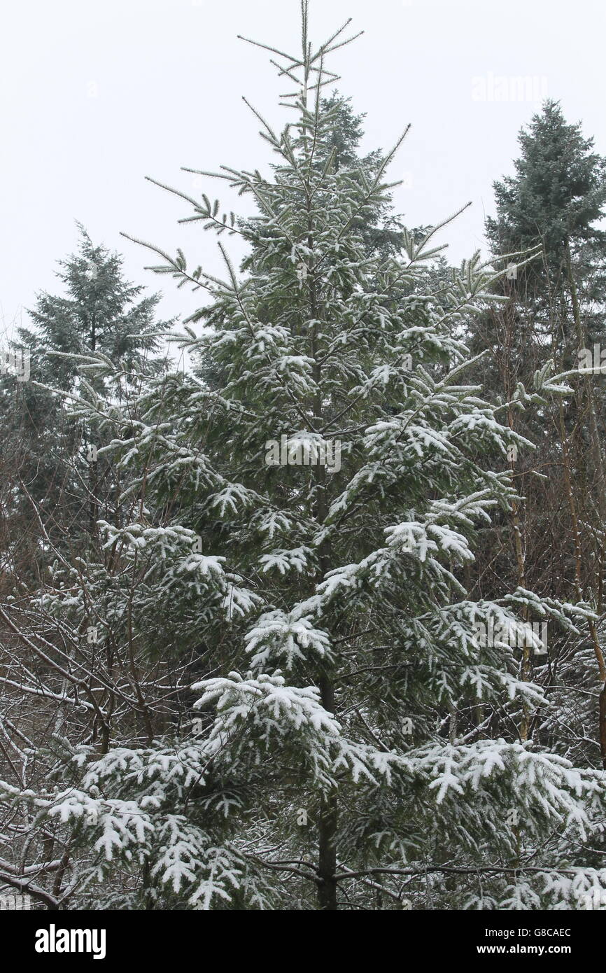 Evergreen forest snow hi-res stock photography and images - Alamy