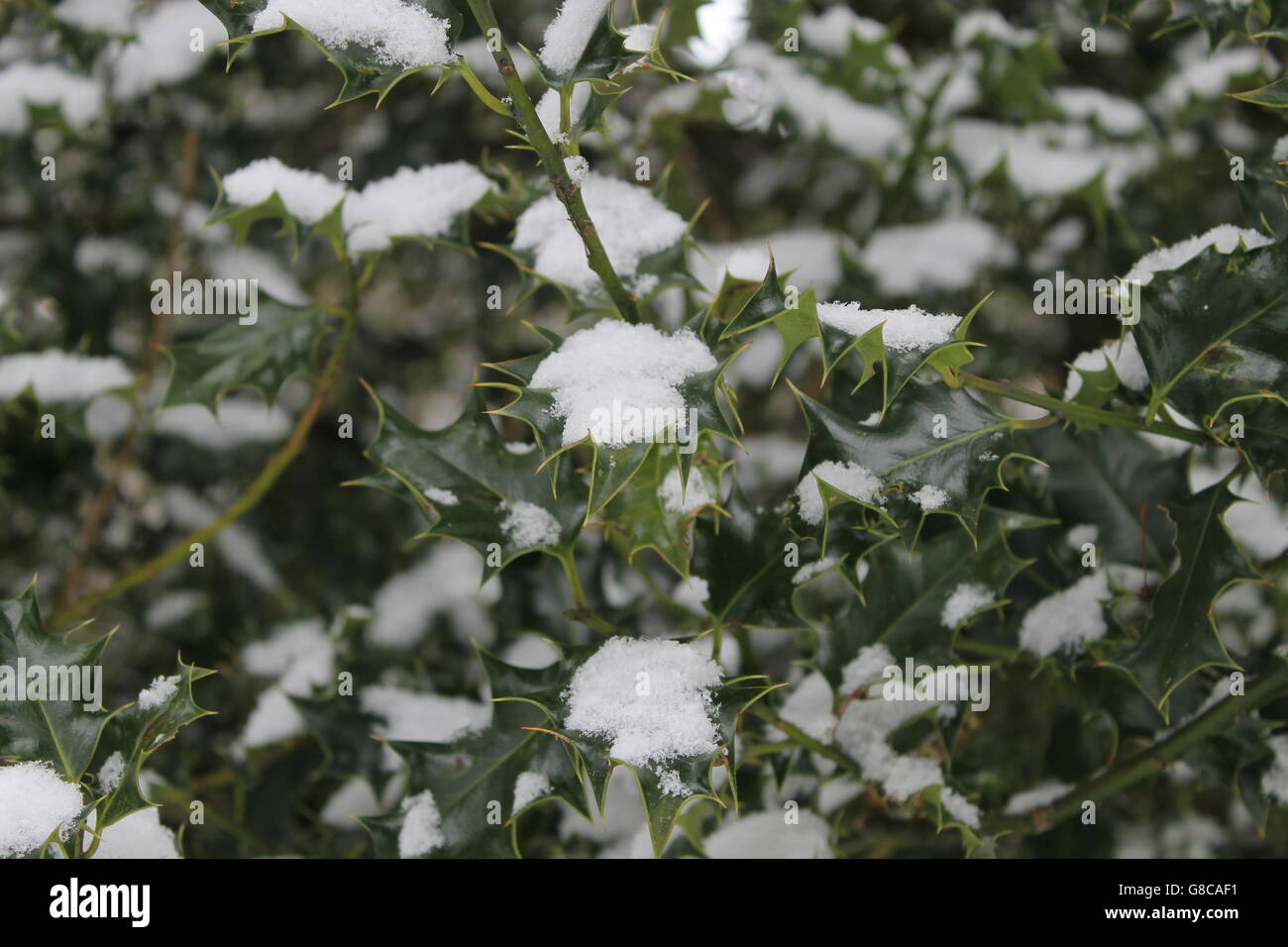 Holly bush hi-res stock photography and images - Alamy