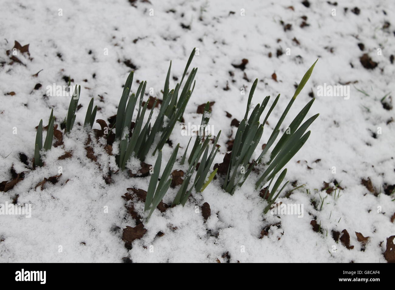 Snow, spring flower bulbs, signs of spring, winter, Hampshire, UK Stock ...