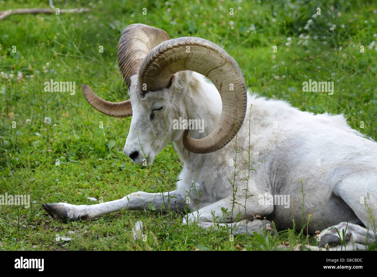 Dall sheep in the grass Stock Photo - Alamy