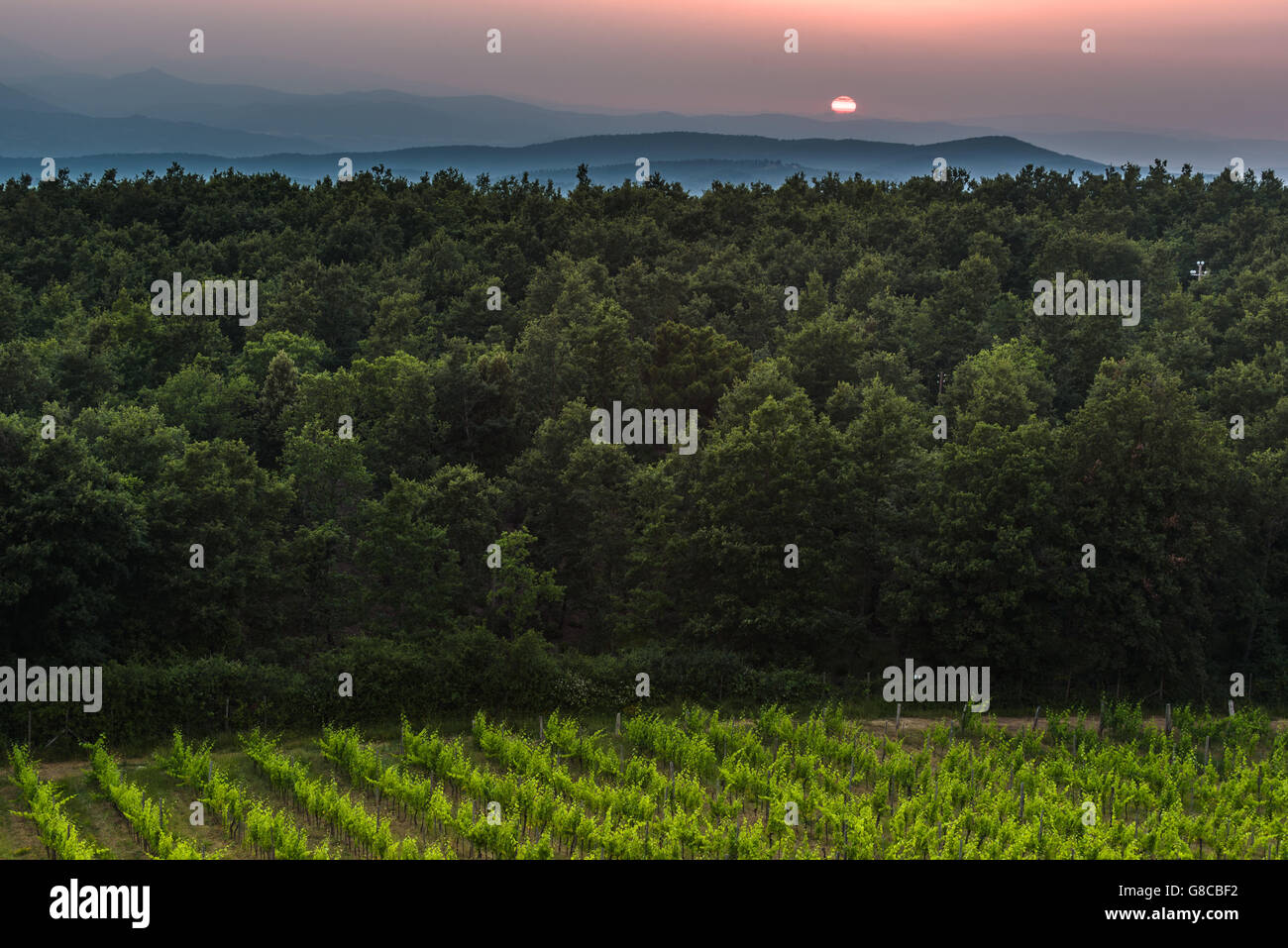 New vineyards near the forest Stock Photo - Alamy
