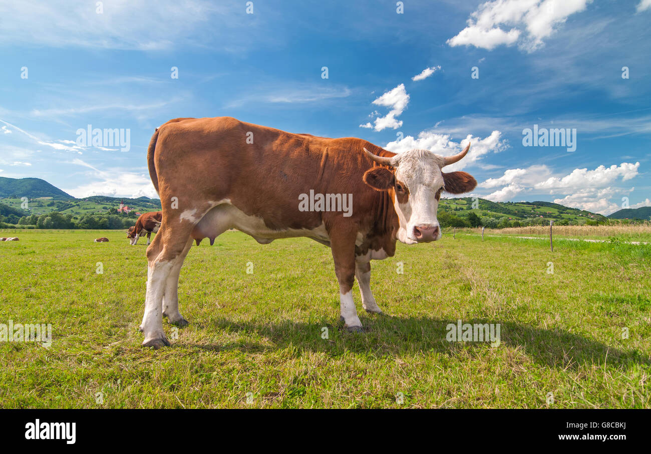 Cow in field beef cattle hi-res stock photography and images - Alamy