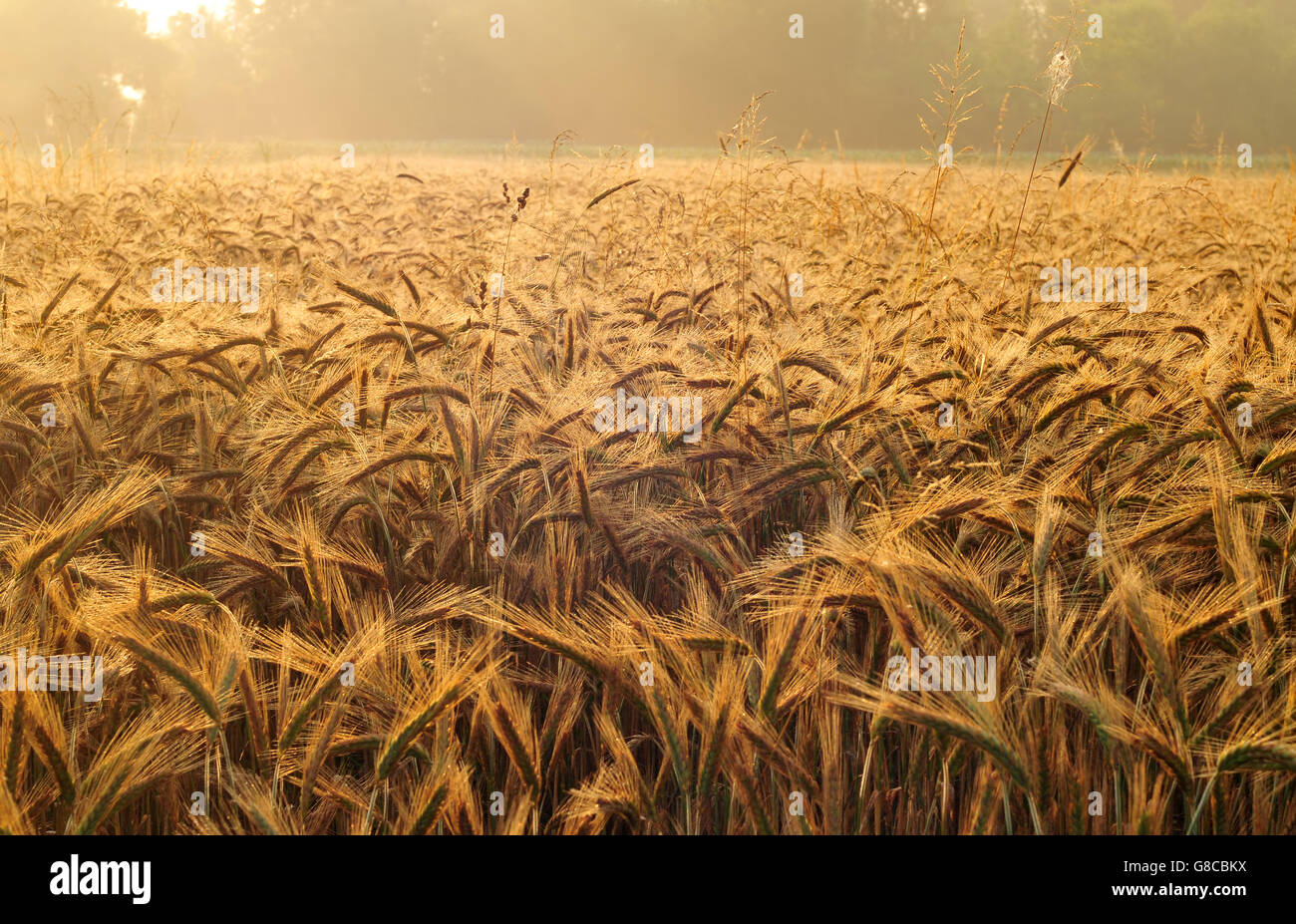 Barley field at dusk hi-res stock photography and images - Alamy