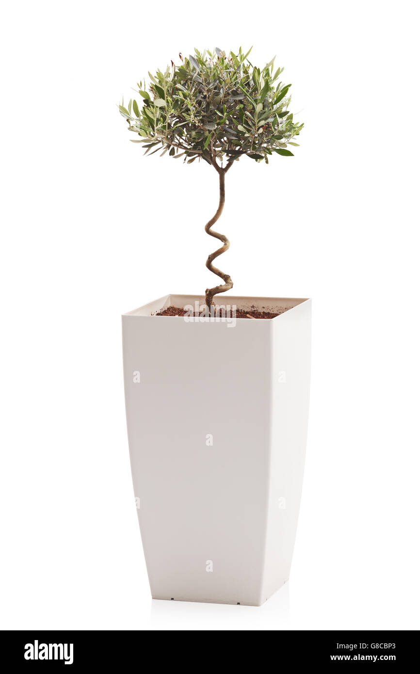 Olive tree decor Cut Out Stock Images & Pictures - Alamy