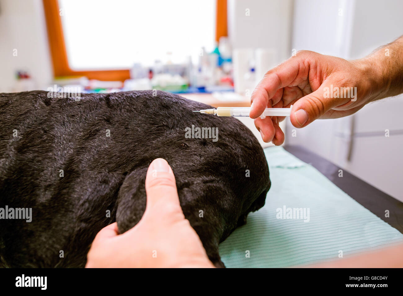 Vet dog injection hi-res stock photography and images - Alamy