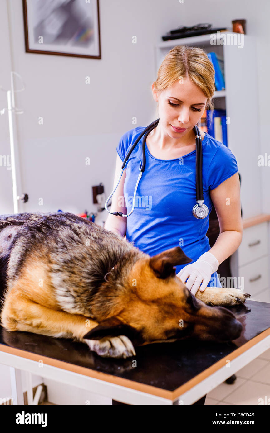 Veterinarian examining German Shepherd dog with sore ear Stock Photo ...