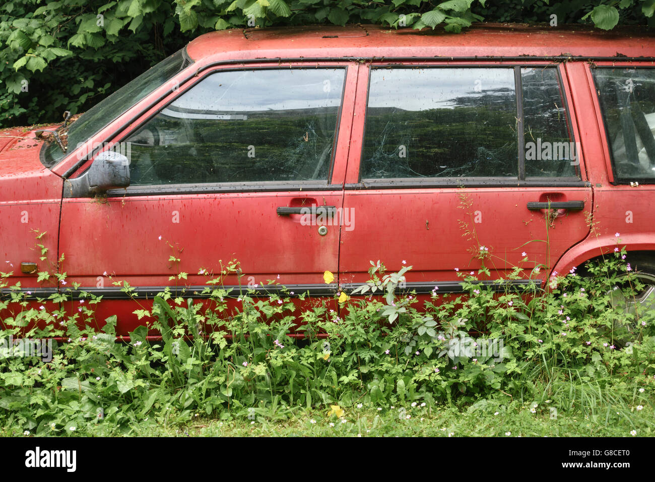 Wales, UK. Weeds growing over an old abandoned red Volvo estate car ...