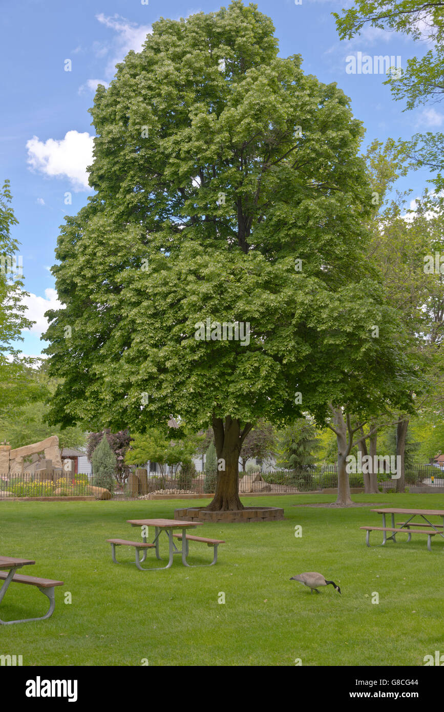 Public park benches and a goose in Boise Idaho Stock Photo - Alamy
