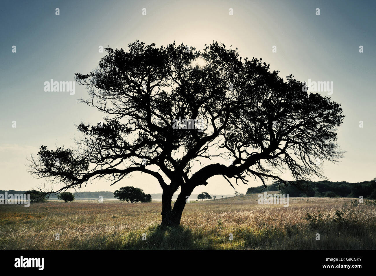 Mozambique Maputo Special Reserve. Tree in vlei, Silhouette Stock Photo ...