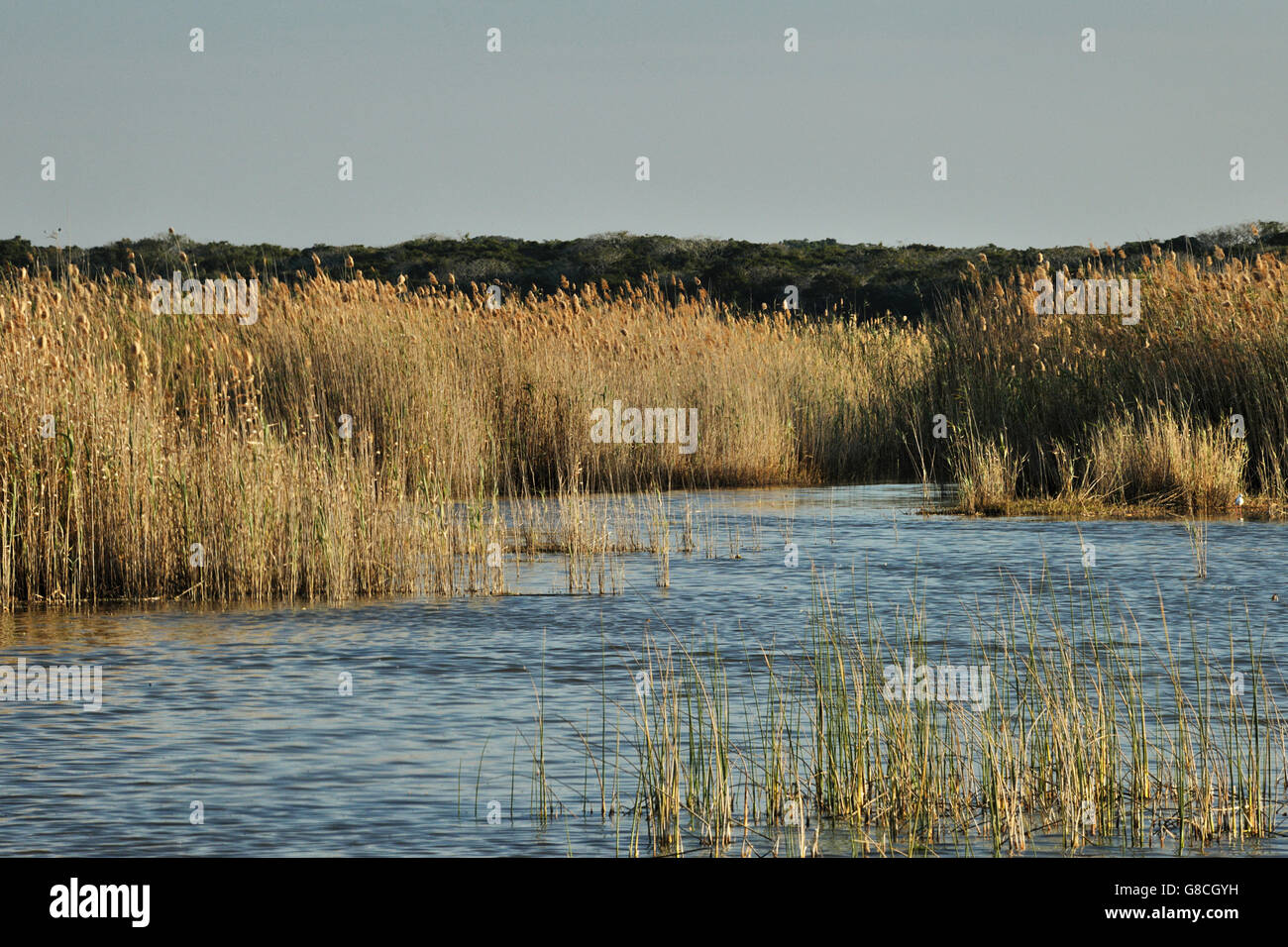 Reeds, Xingute Dam, Maputo Special Reserve, Mozambique Stock Photo - Alamy