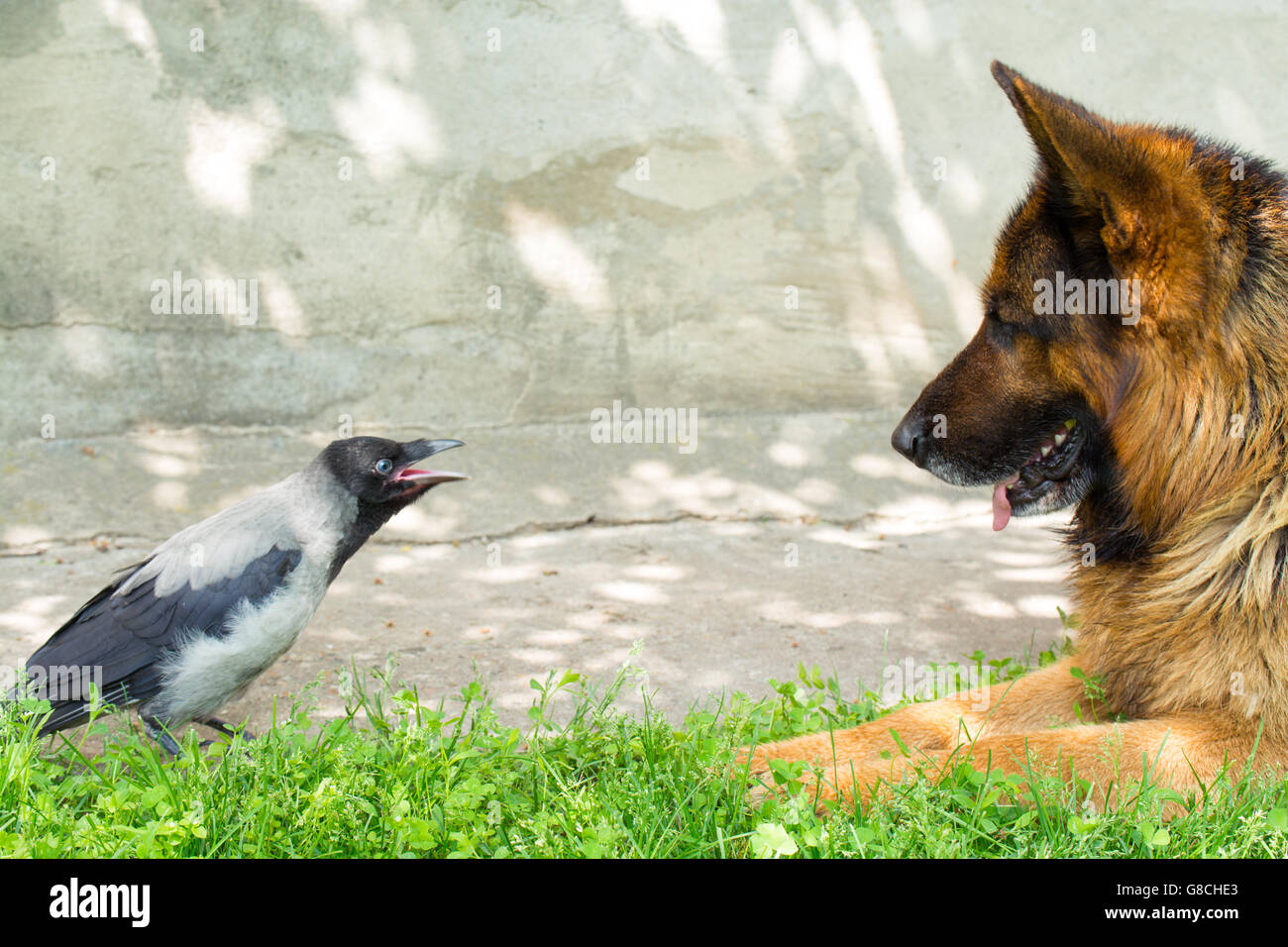 German Shepherd and Hooded Crow Stock Photo - Alamy