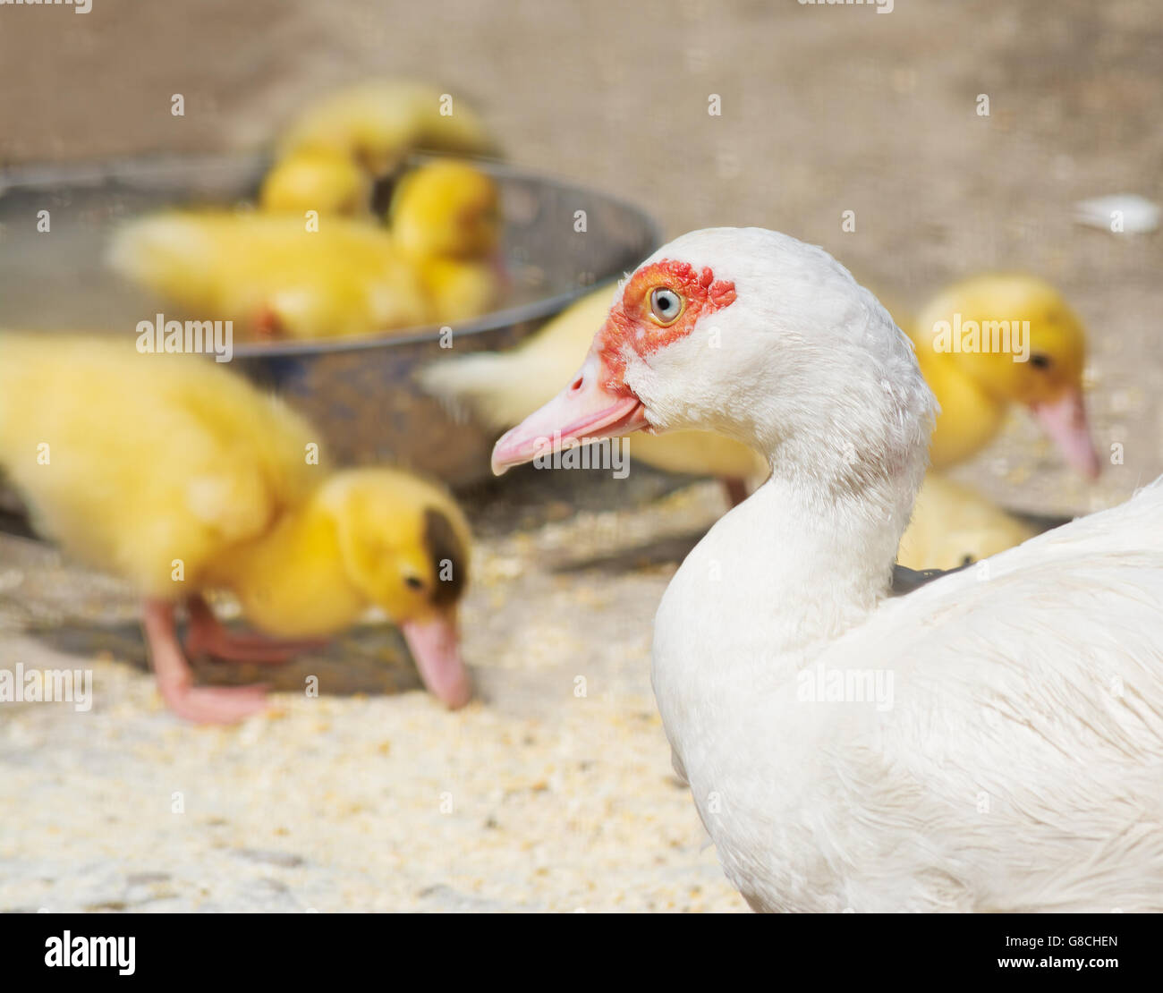 closeup of a duck with chicks in the background Stock Photo - Alamy