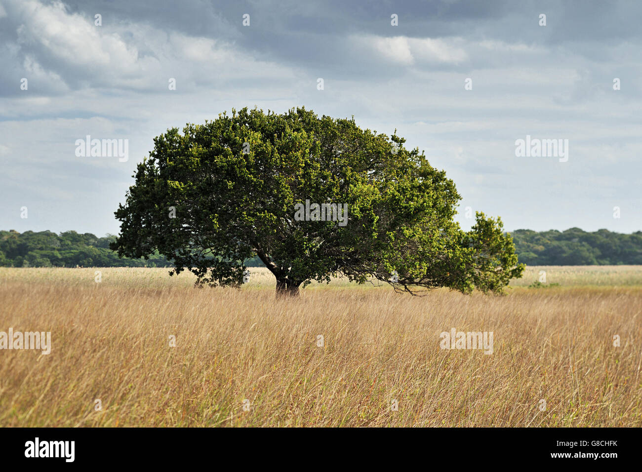 Dam tree hi-res stock photography and images - Alamy