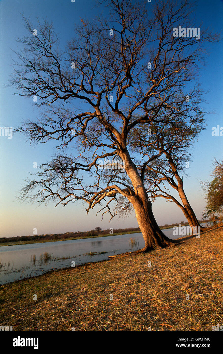 Leadwood tree, Combretum Imberbe, Kwando River, Namibia Stock Photo - Alamy