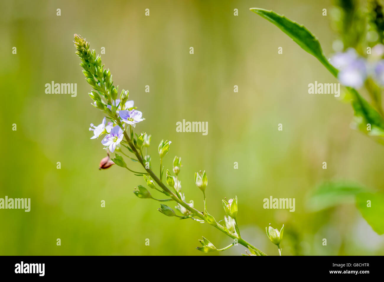 A pink Veronica anagallis-aquatica flower, also called water speedwell ...