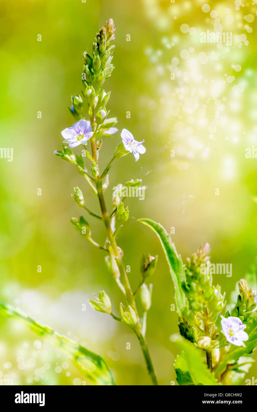 A pink Veronica anagallis-aquatica flower, also called water speedwell ...