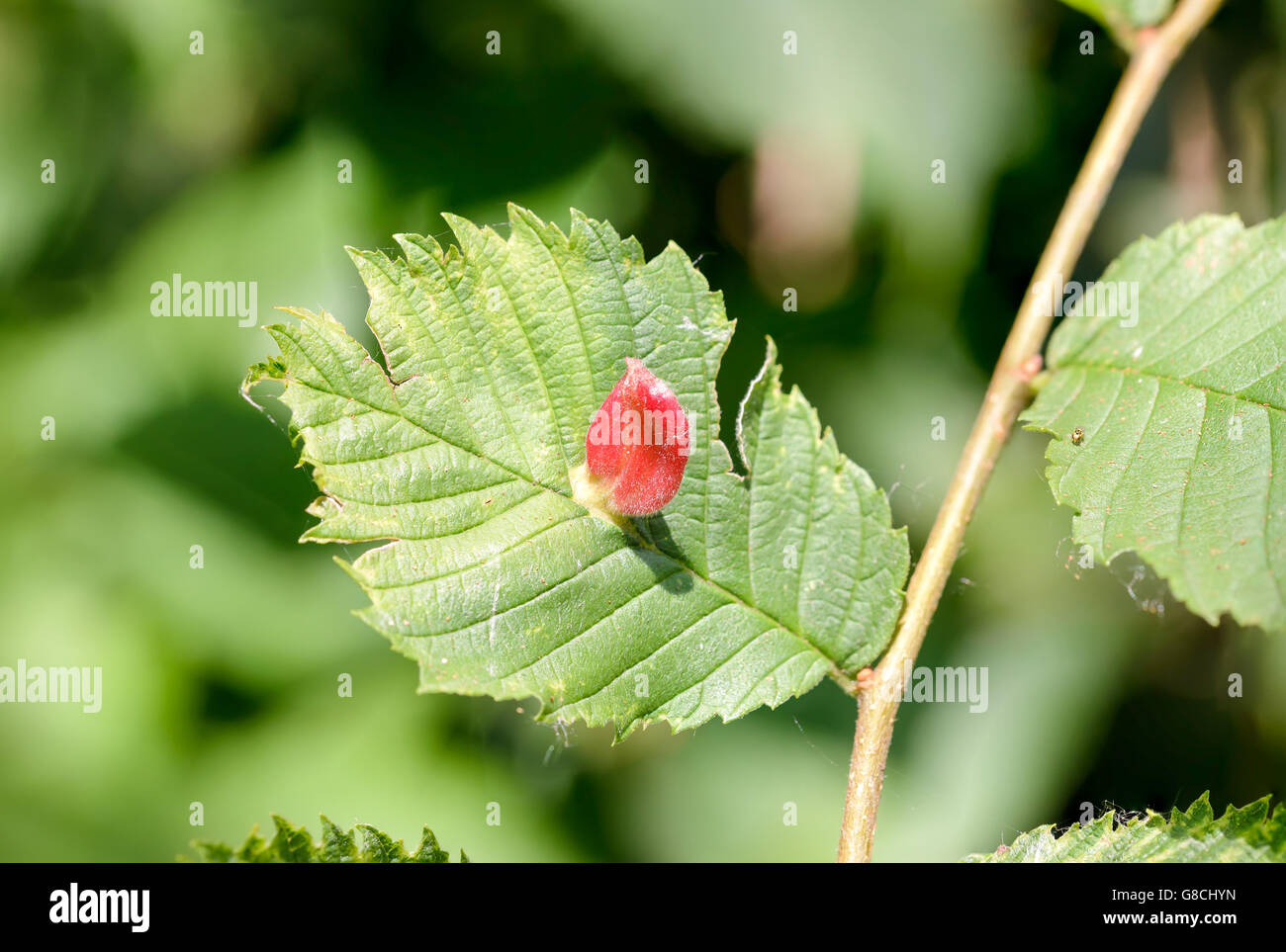 Gall caused by the Tetraneura caerulescens, an aphid, on an elm, Ulmus ...