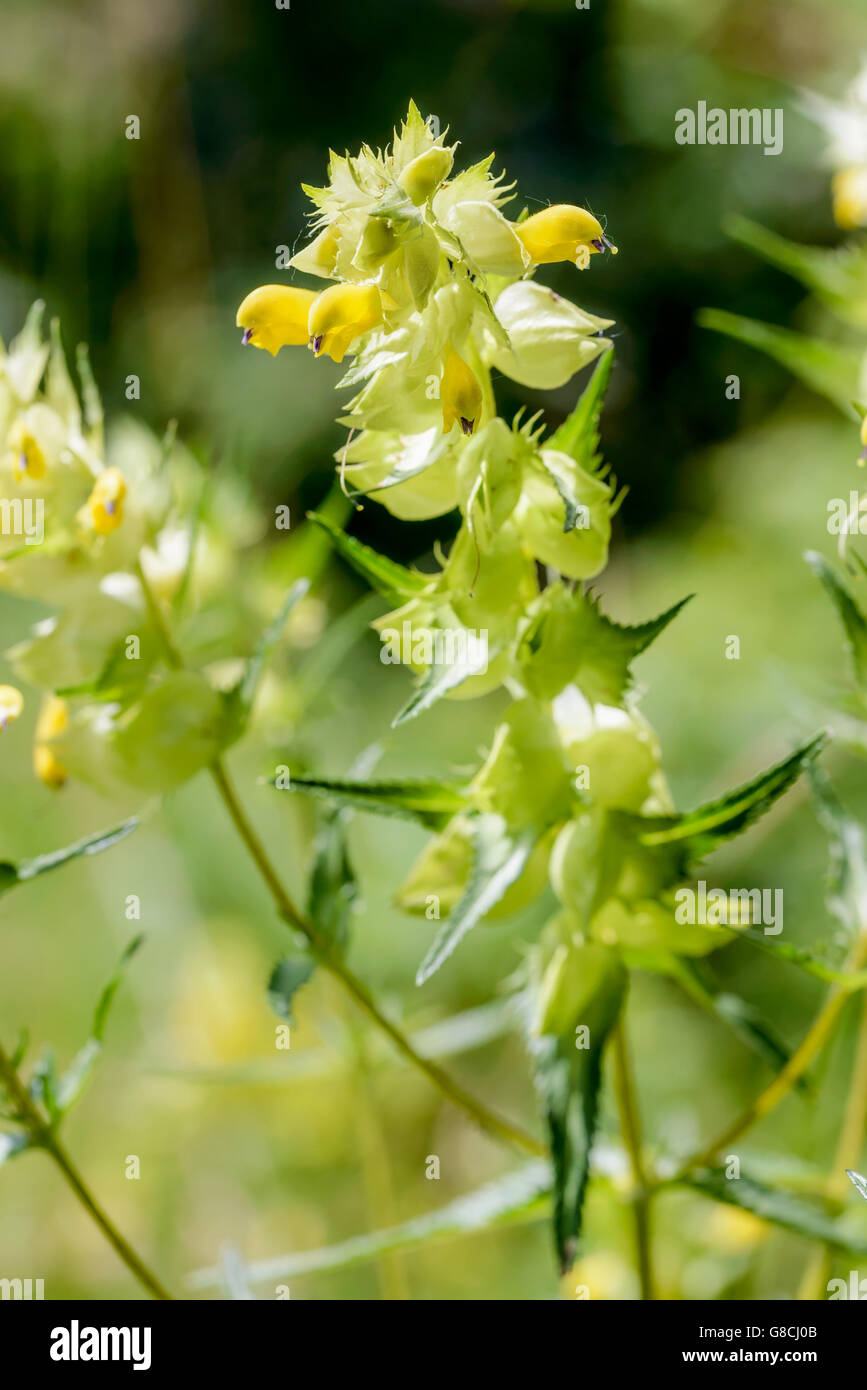 A Rhinanthus Angustifolius or Greater Yellow-rattle in the meadow under ...