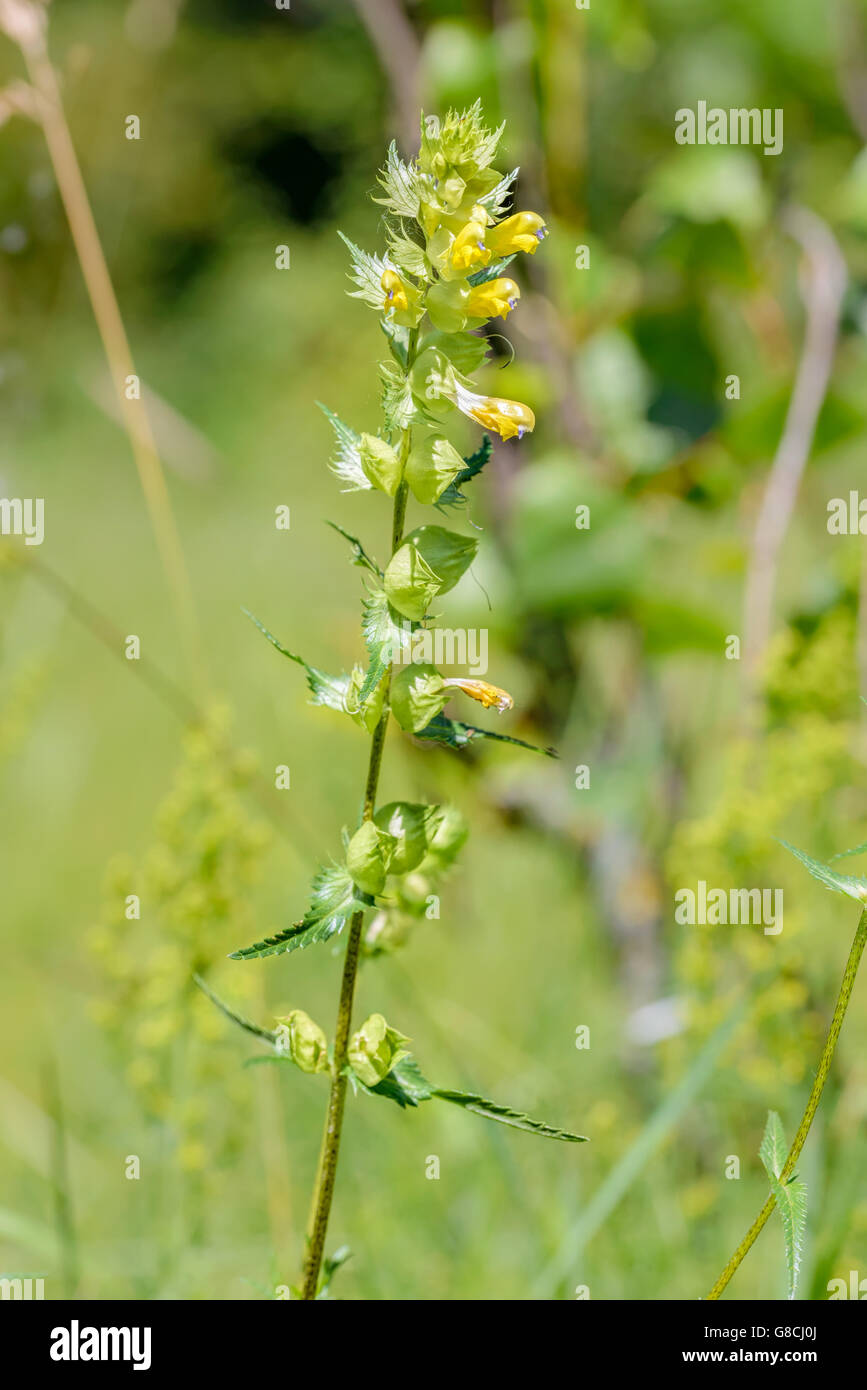 A Rhinanthus Angustifolius or Greater Yellow-rattle in the meadow under ...