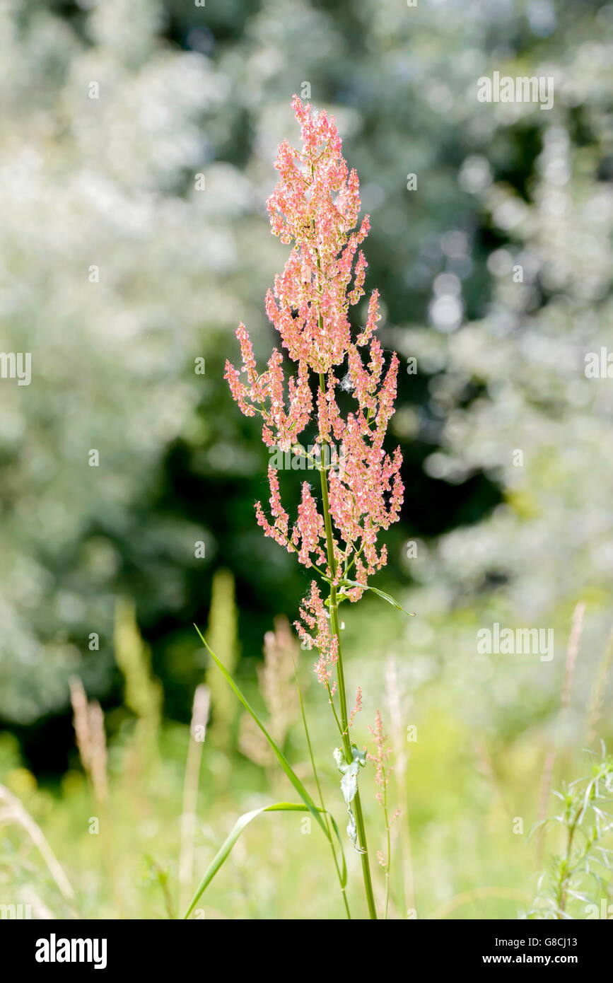 Red sorrel hi-res stock photography and images - Alamy