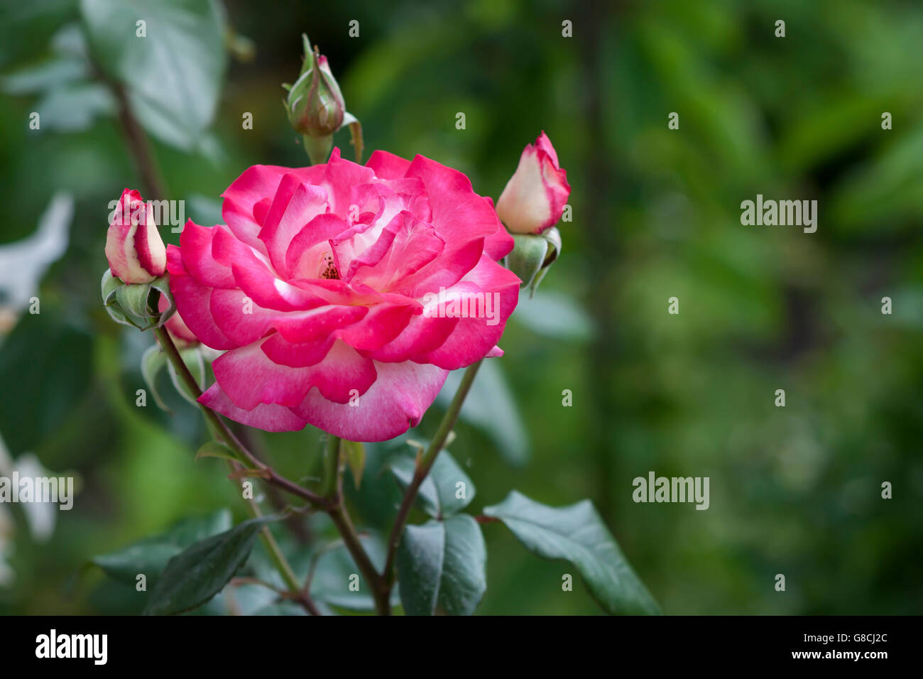 Beautifull red and white rose flower Stock Photo - Alamy