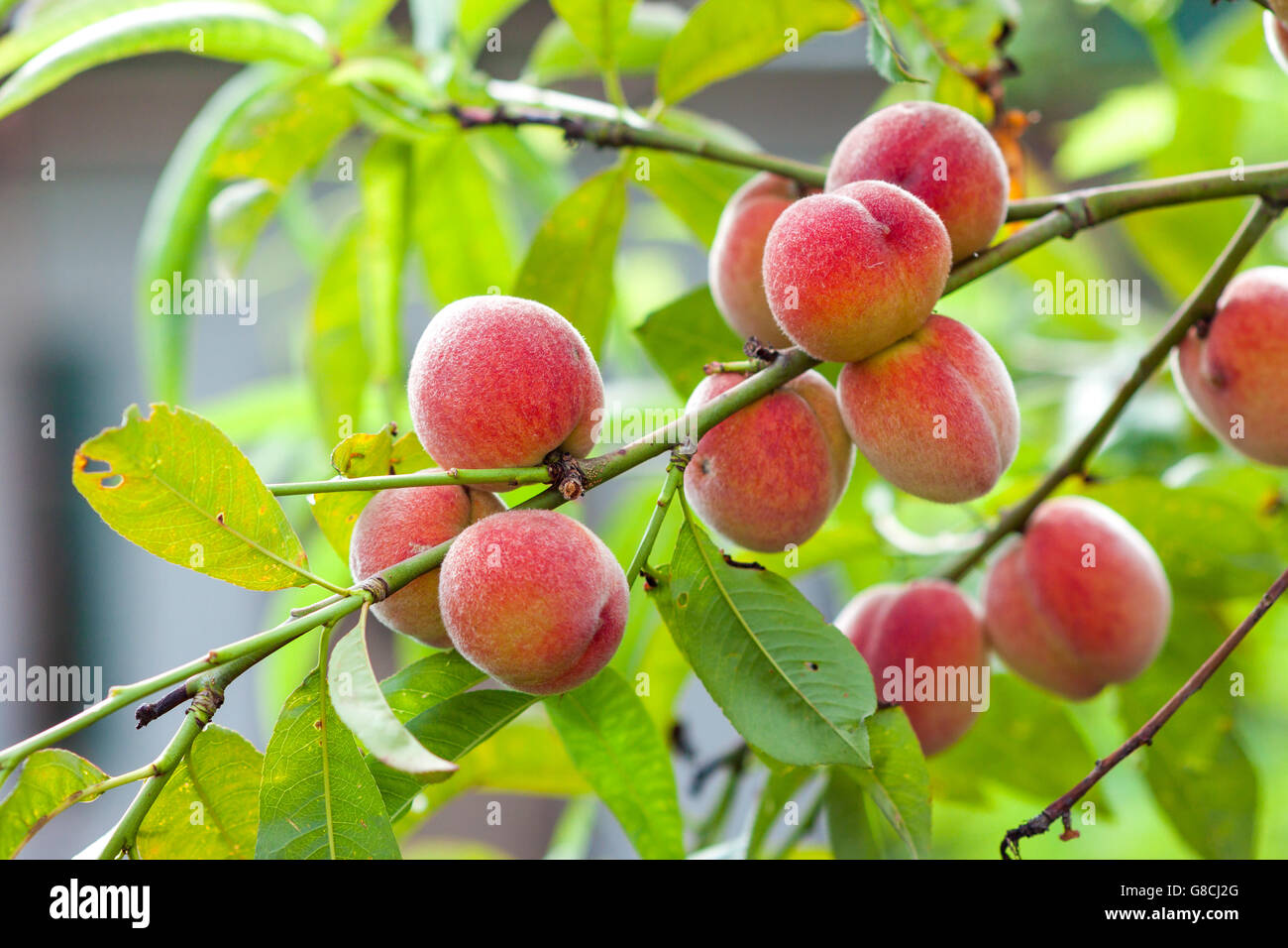 Ripe red and yellow peaches on branch Stock Photo - Alamy