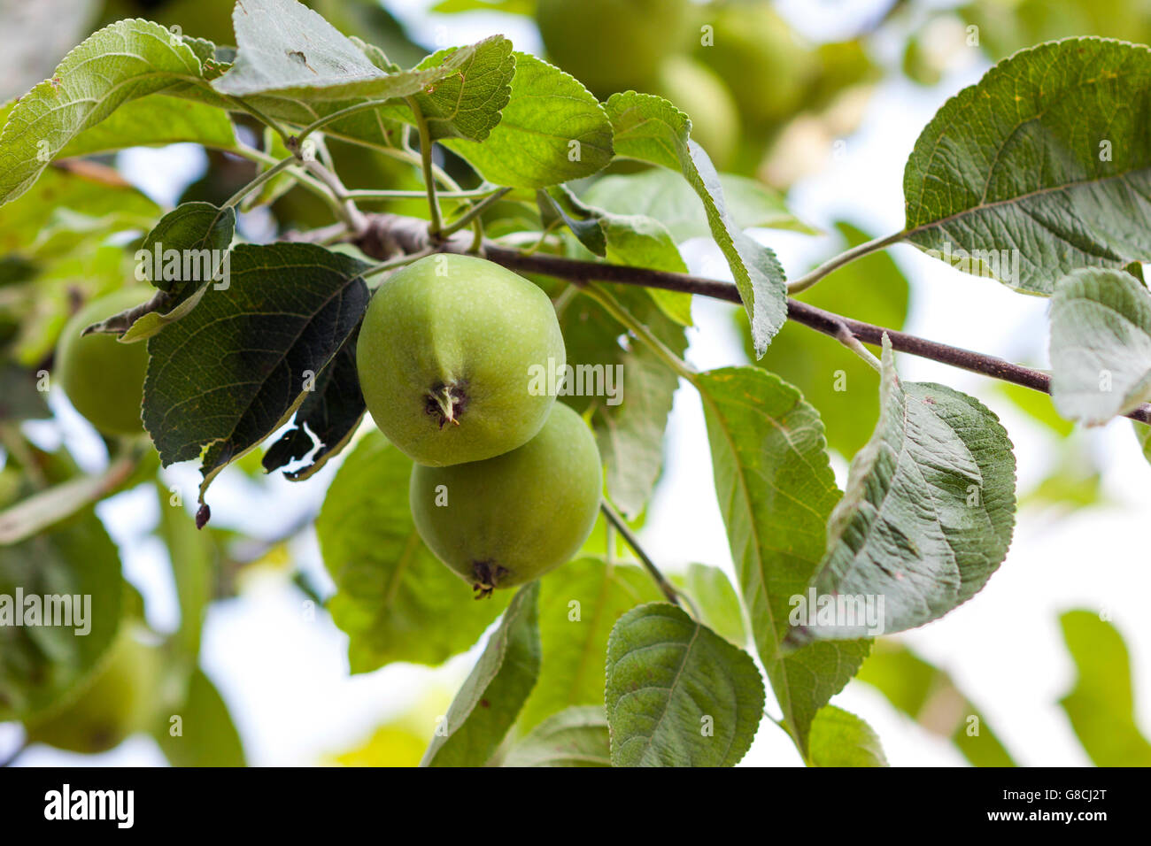 Two green apples growing on the tree Stock Photo - Alamy