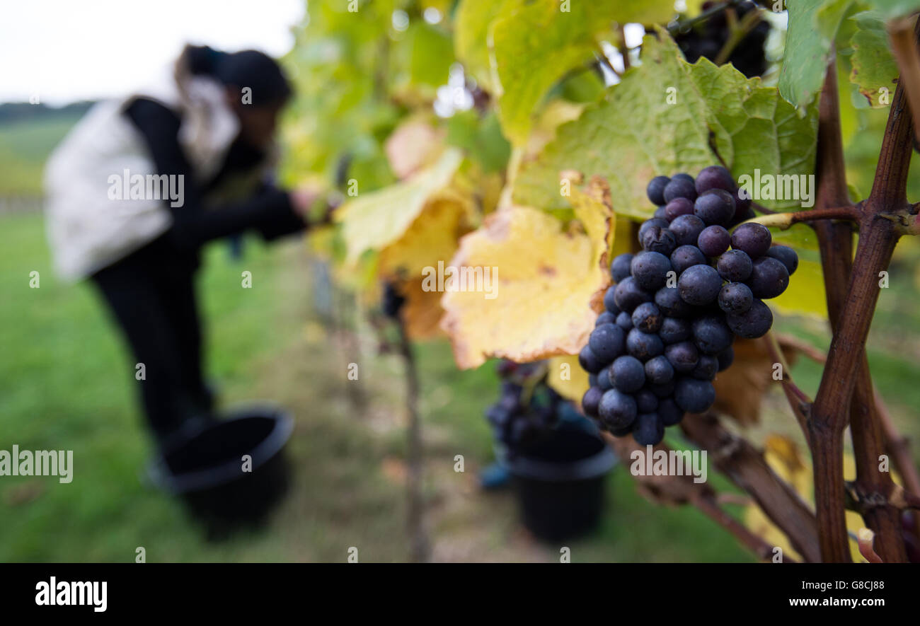 Wine Ampics High Resolution Stock Photography and Images - Alamy