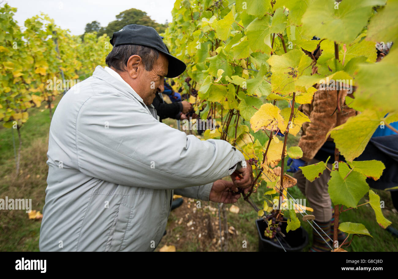Wine Ampics High Resolution Stock Photography and Images - Alamy