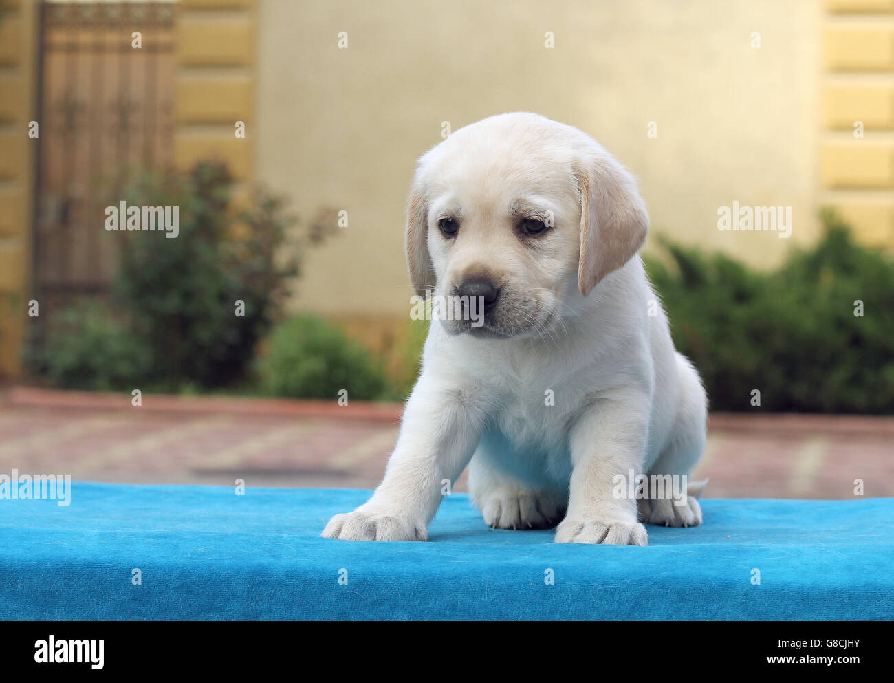the little yellow labrador puppy laying on blue background Stock Photo ...