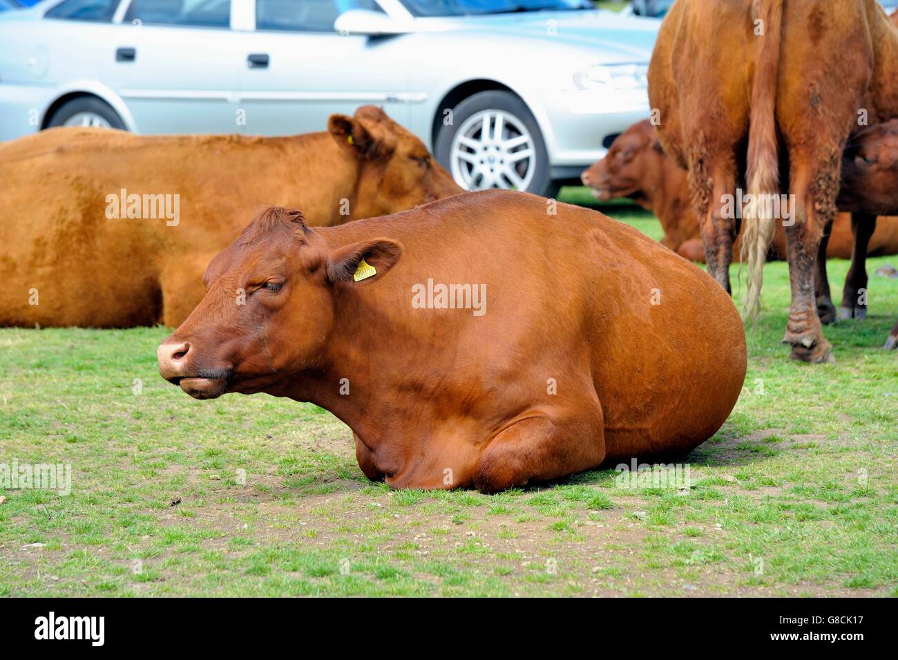 Ruby red cattle hi-res stock photography and images - Alamy