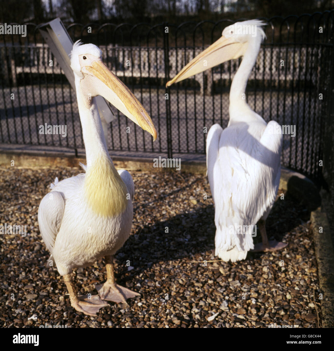 Animals - London Zoo - Regent's Park, London Stock Photo - Alamy