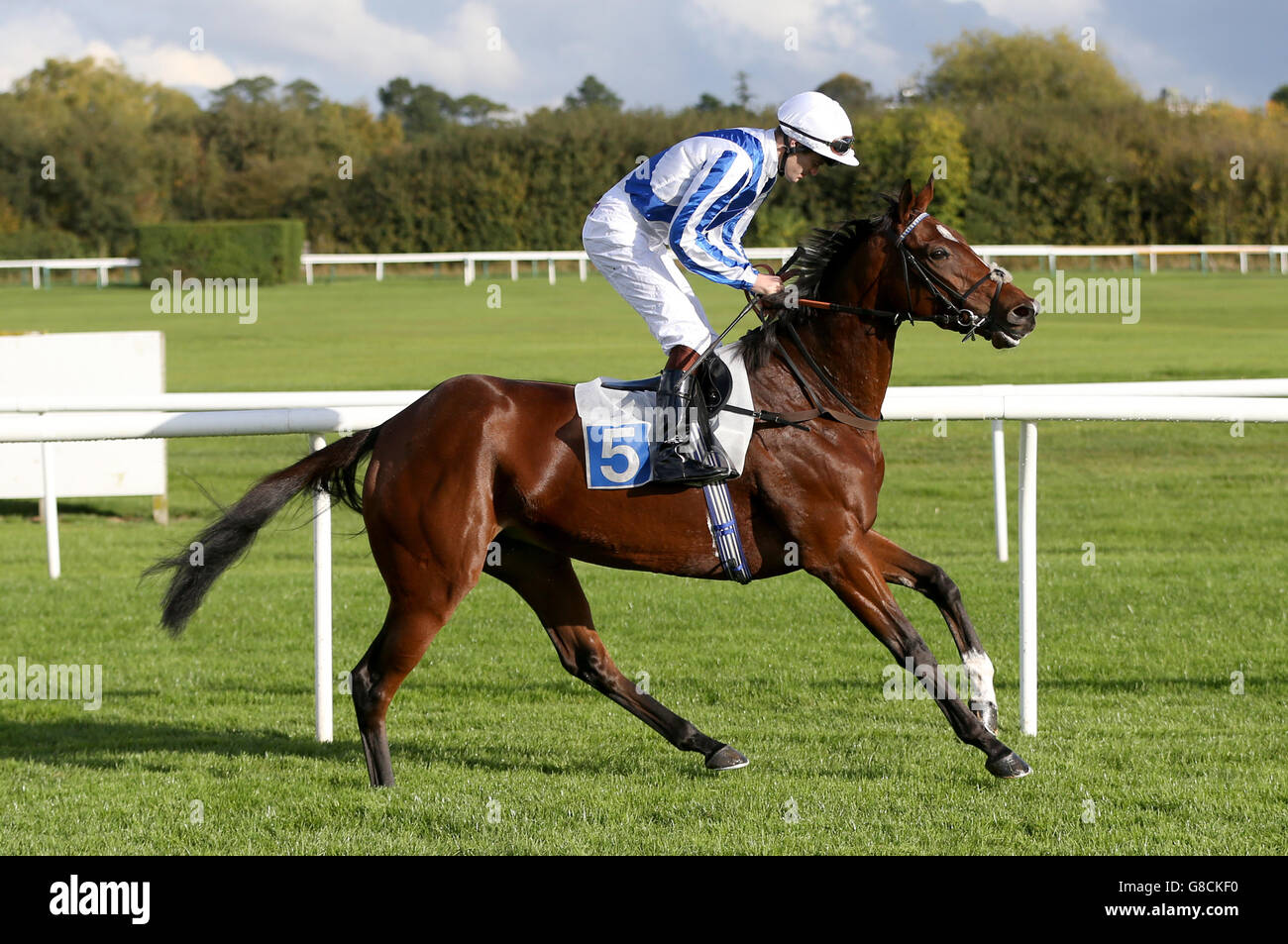 David cooper horse hi-res stock photography and images - Alamy