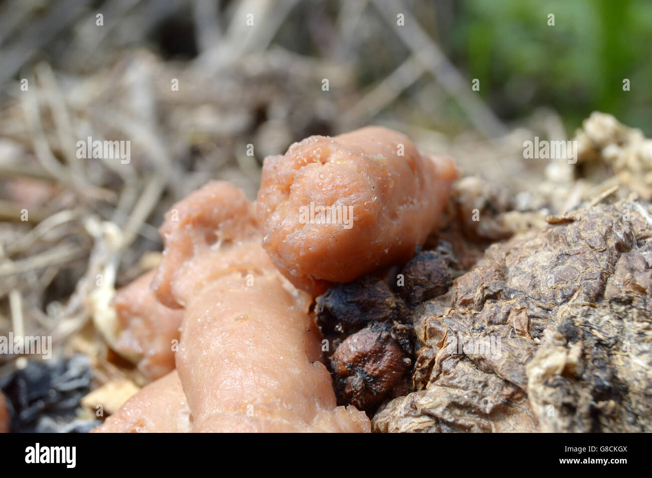 Spoiled sausages hi-res stock photography and images - Alamy