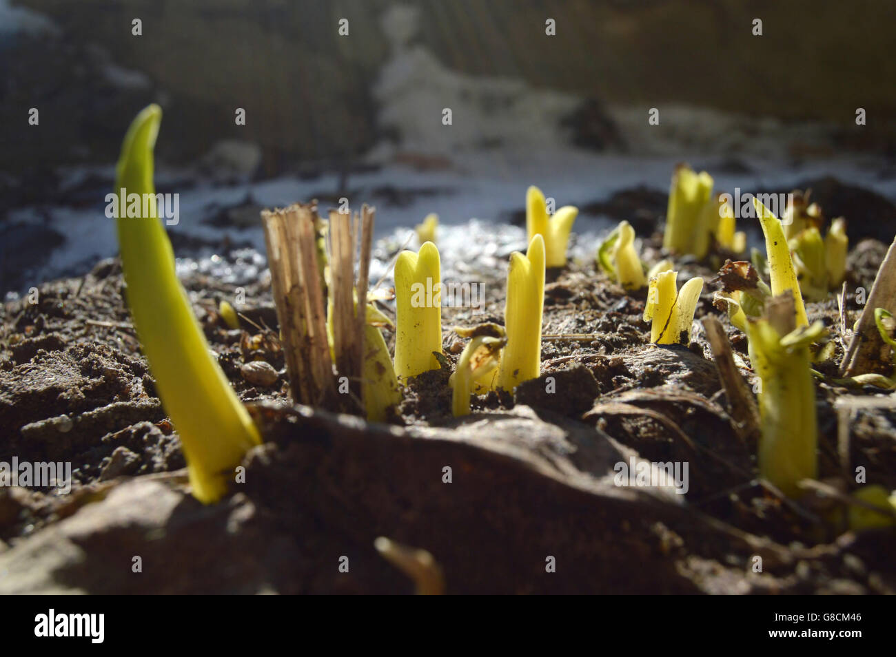 To germinate hi-res stock photography and images - Alamy