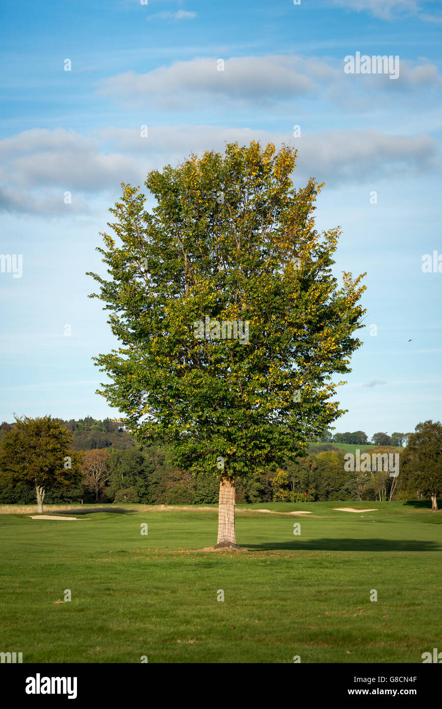 Fossa tree hi-res stock photography and images - Alamy