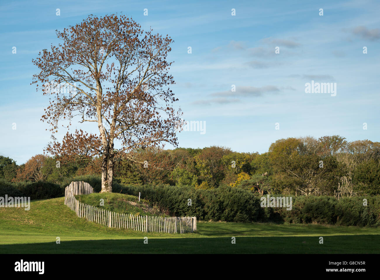 Fossa tree hi-res stock photography and images - Alamy