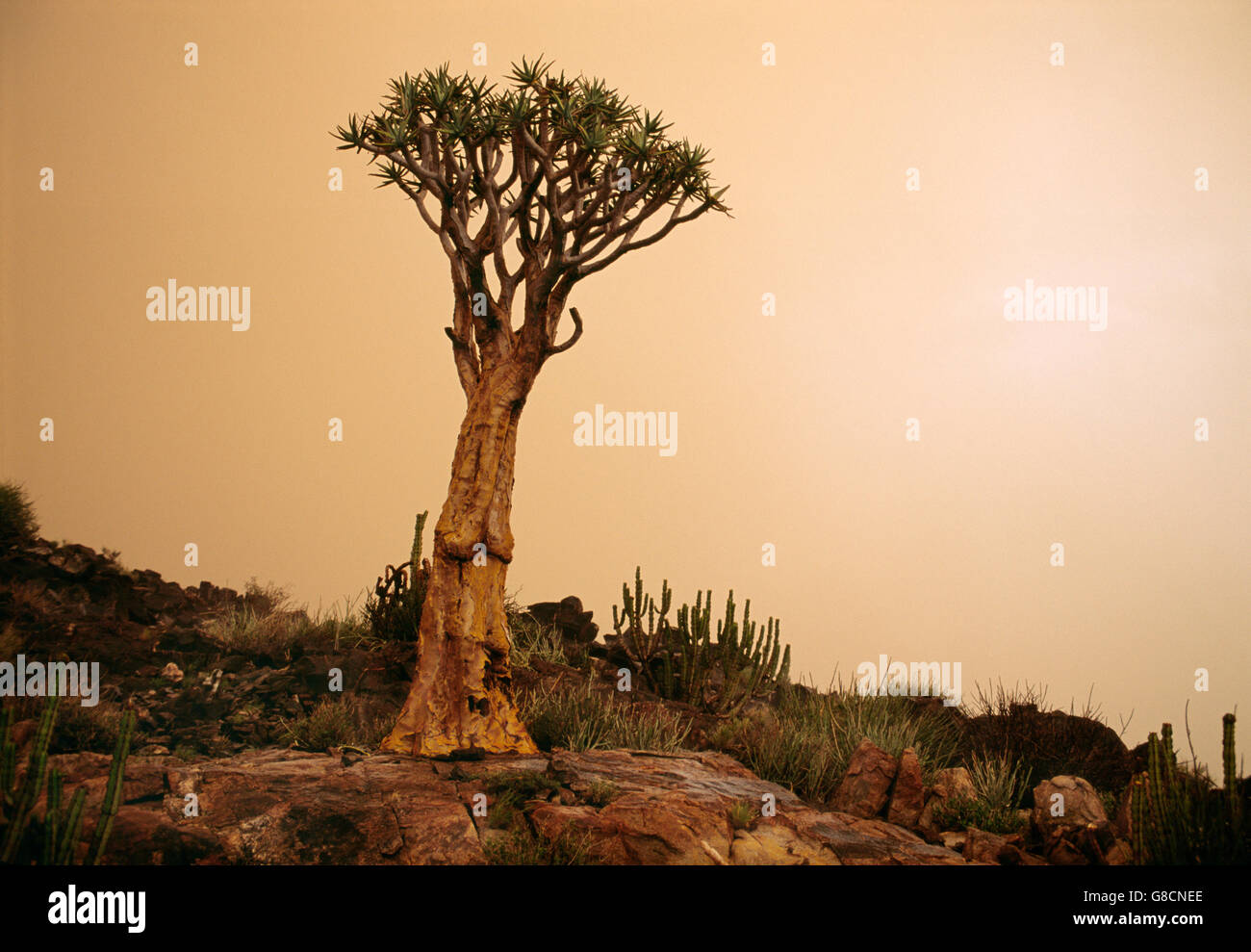 Quiver tree, Fish River Canyon, Namibia Stock Photo - Alamy