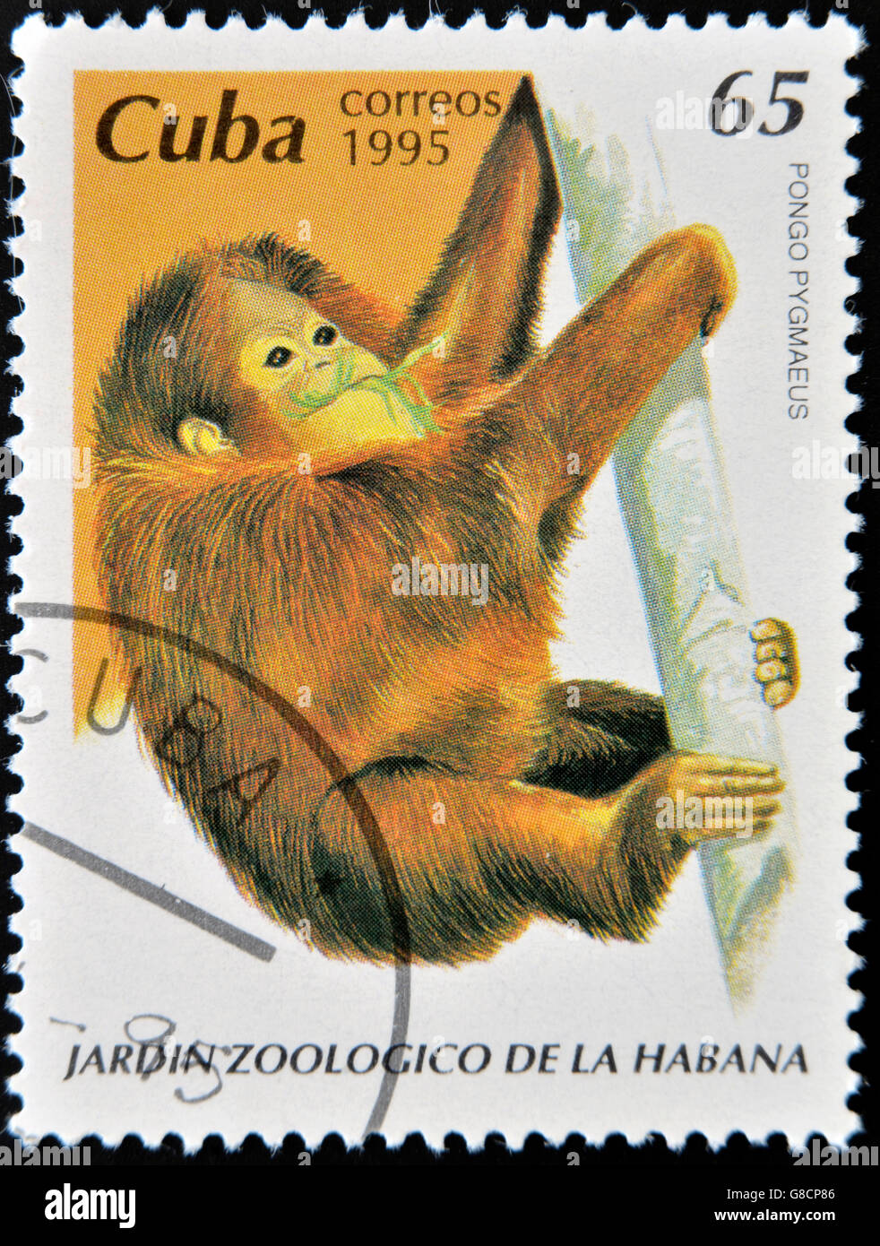 CUBA - CIRCA 1995: A stamp printed in Cuba shows pongo pygmaeus, circa ... CUBA - CIRCA 1995: A stamp printed in Cuba shows pongo pygmaeus, circa ...