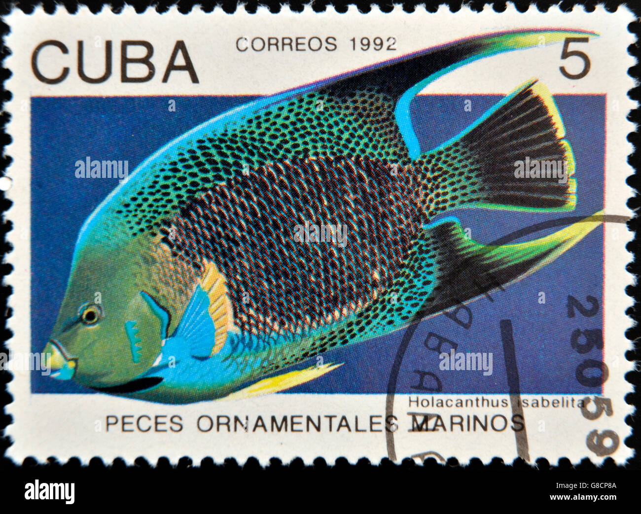 Ornamental fish collection hi-res stock photography and images - Alamy