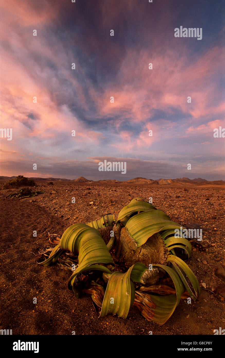 Welwitschia mirabilis plant namib desert hi-res stock photography and ...