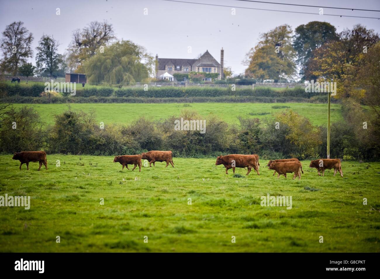 Cows in field in wiltshire hi-res stock photography and images - Alamy