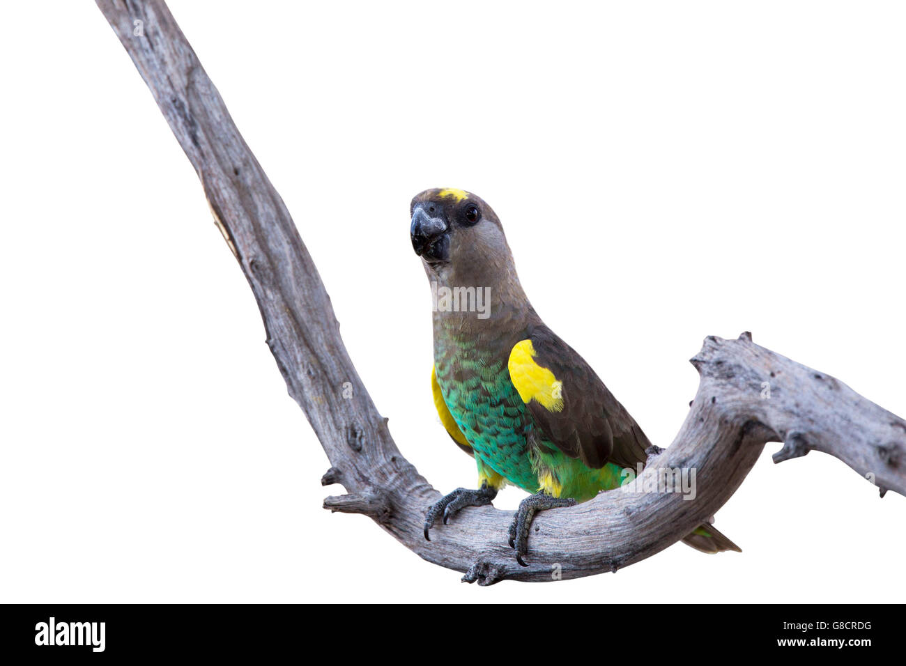 Meyers parrot hi-res stock photography and images - Alamy