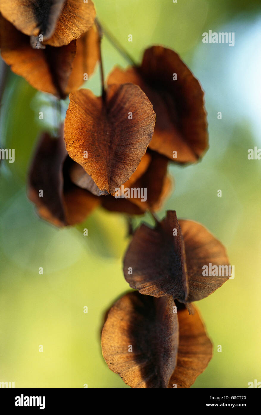 Combretum hi-res stock photography and images - Alamy