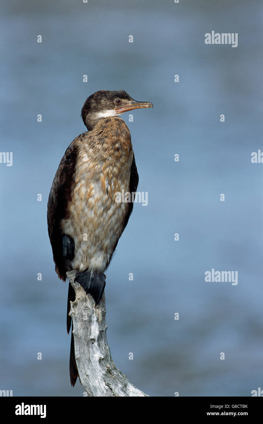 Young immature cormorant hi-res stock photography and images - Alamy