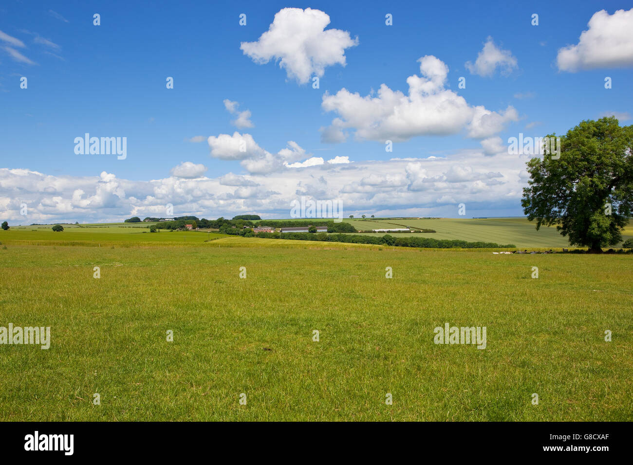 A green meadow in the scenic patchwork landscape of the Yorkshire wolds ...