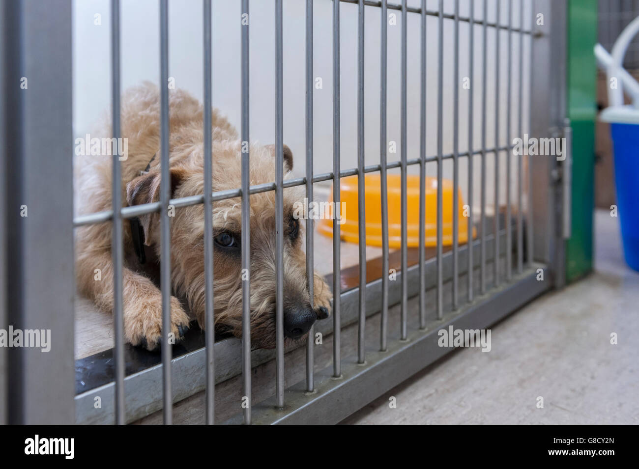 Kennels hi-res stock photography and images - Alamy